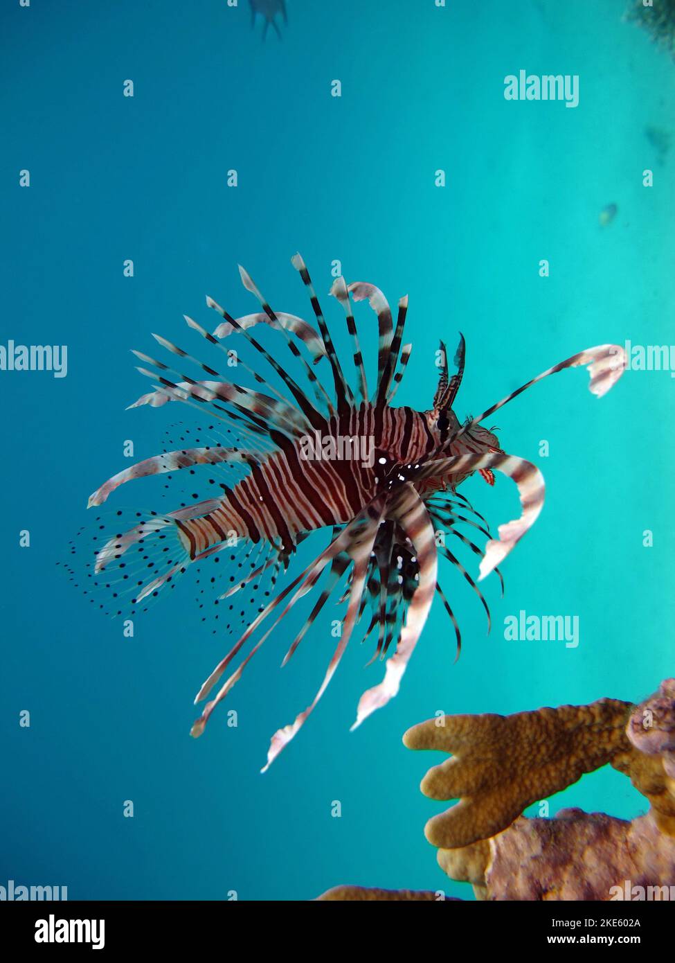 Lion Fish in the Red Sea in clear blue water hunting for food ...