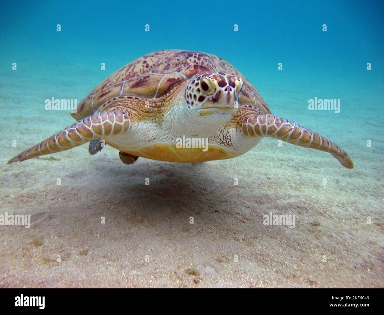 Big Green turtle on the reefs of the Red Sea. Green turtles Stock Photo ...