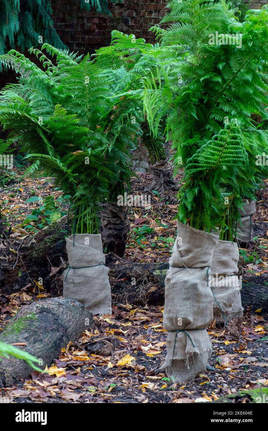 Iver, Buckinghamshire, UK. 10th November, 2022. Tree ferns wrapped up ...