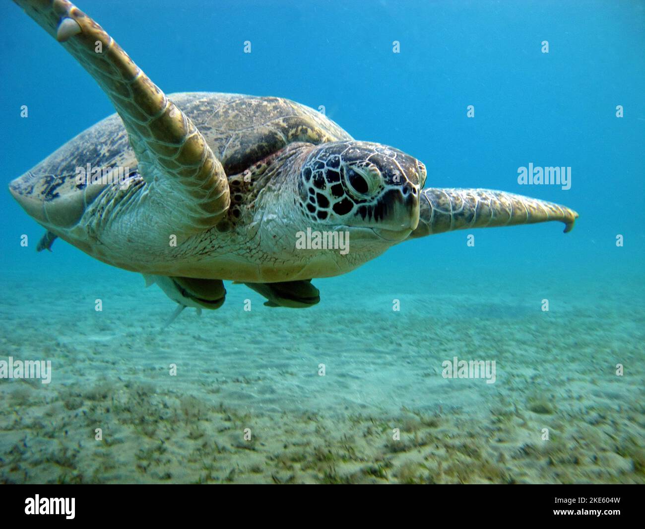 Big Green turtle on the reefs of the Red Sea. Green turtles Stock Photo ...