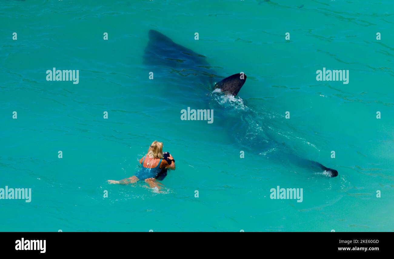 Giant Basking sharks seen in clear blue Cornish seas approaching ...
