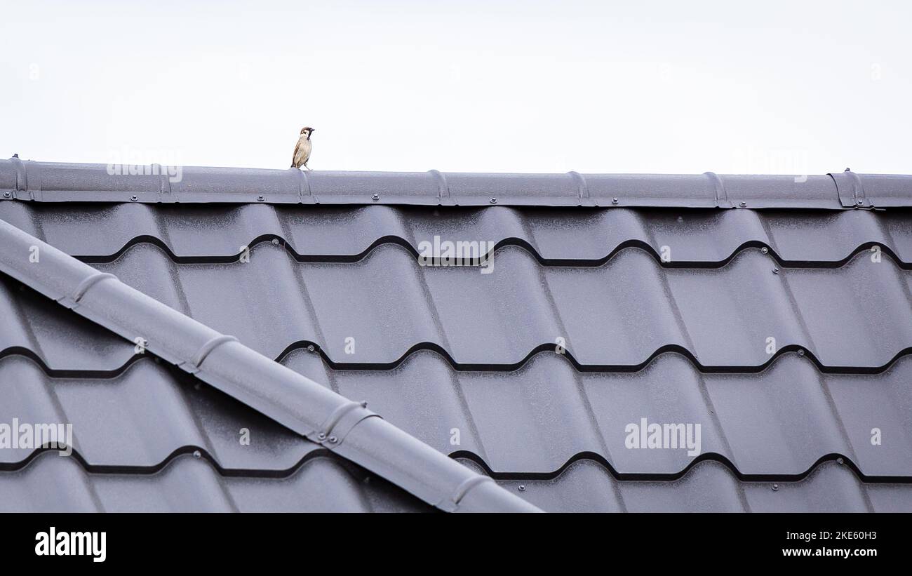 A low angle shot of a common sparrow bird perched on a metal tiled roof ...