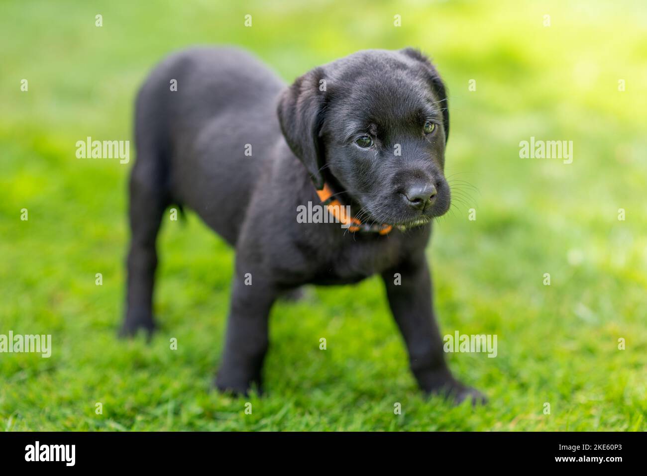 Cute black labrador puppy hi-res stock photography and images - Alamy