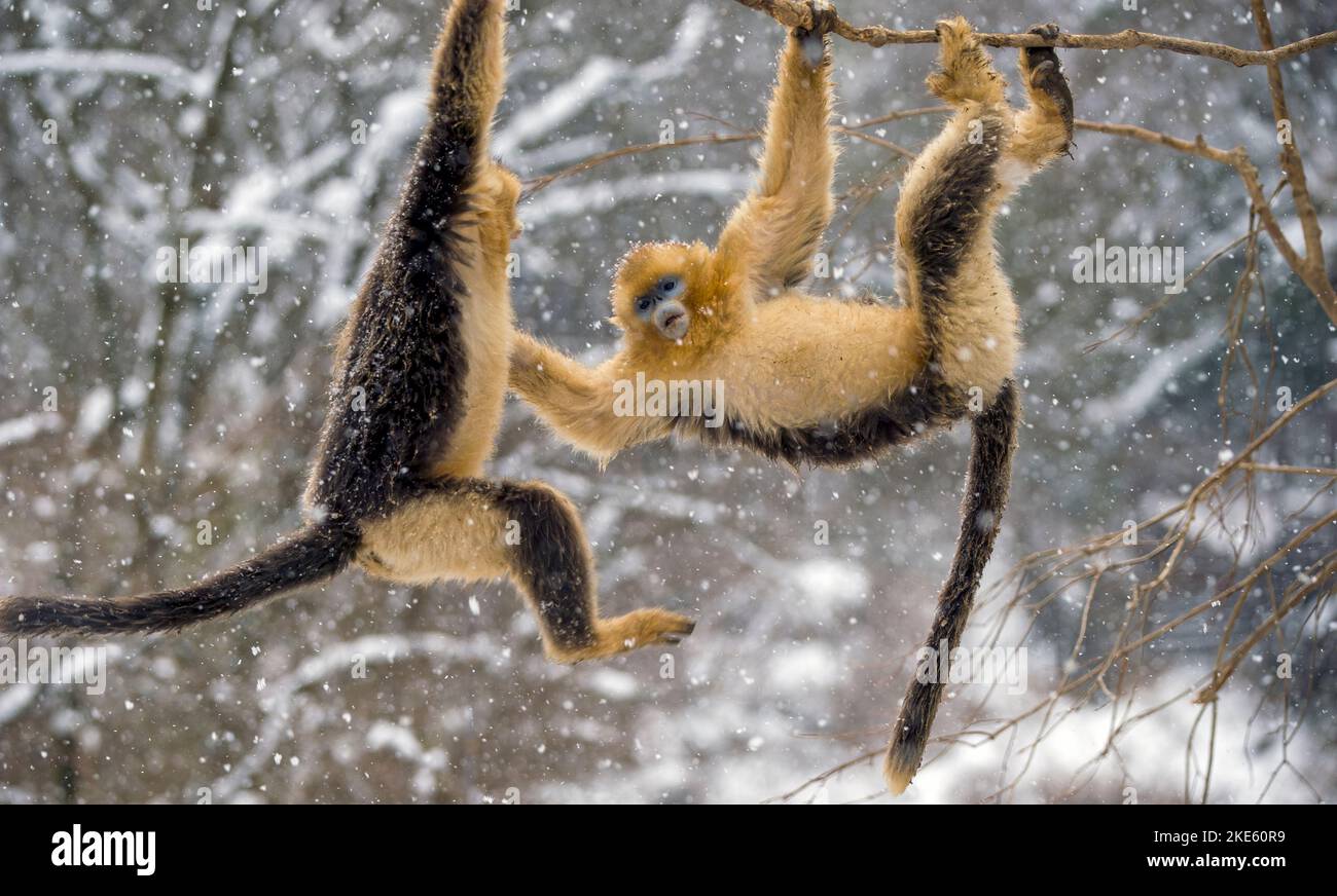 Golden snub nosed monkey hanging hi-res stock photography and images ...
