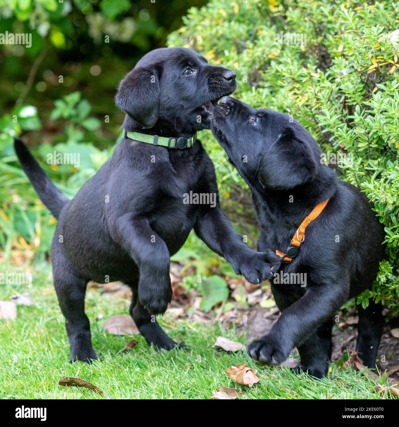Black Labrador puppy dogs, playful puppies Stock Photo - Alamy