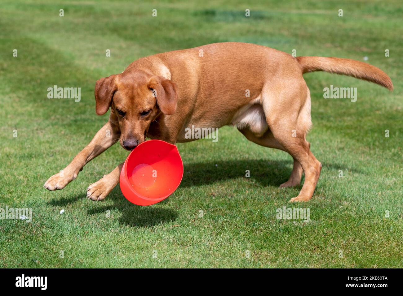 Golden labrador hi-res stock photography and images - Alamy