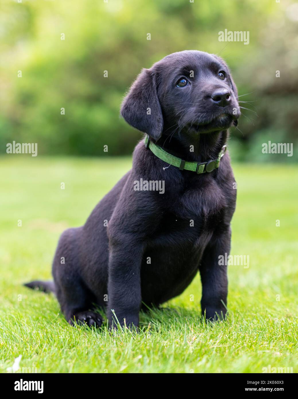Black Labrador puppy dog with green collar Stock Photo - Alamy