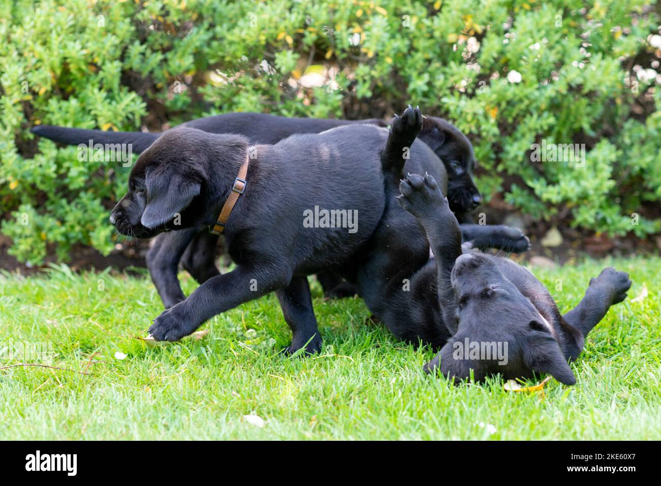 Black Labrador puppy dogs, playful puppies Stock Photo - Alamy