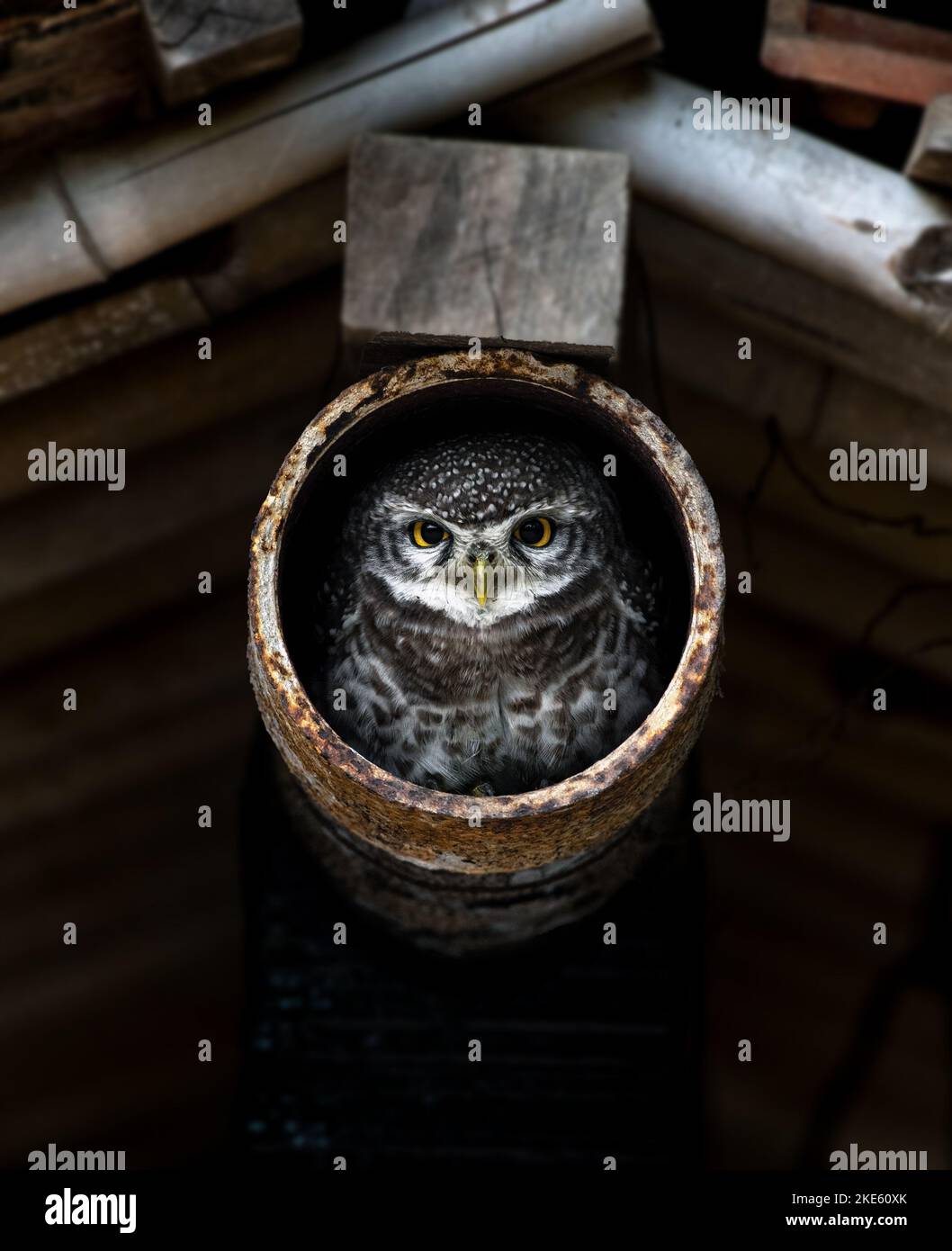 The images show the owl perched perfectly in the centre of a log pipe ...