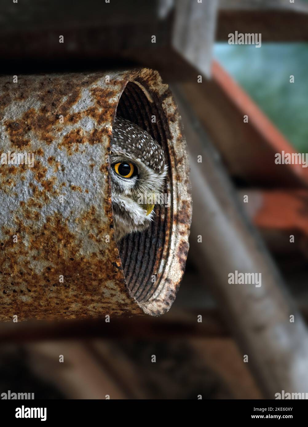 The images show the owl perched perfectly in the centre of a log pipe ...