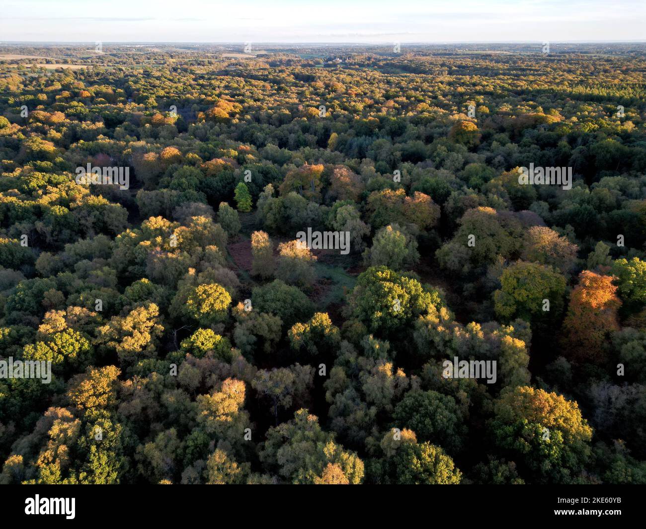 An aerial view of autumn woodlands in Ashridge, England Stock Photo - Alamy