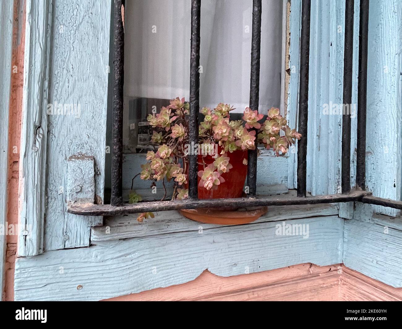 Potted plants wooden box house architecture hi-res stock photography ...