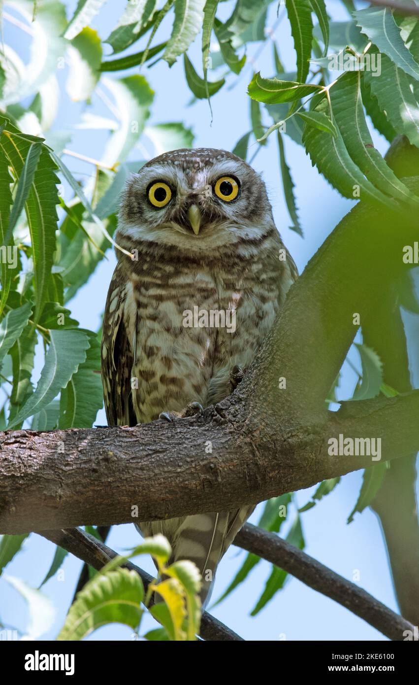 The images show the owl perched perfectly in the centre of a log pipe while playing peek-a-book ...