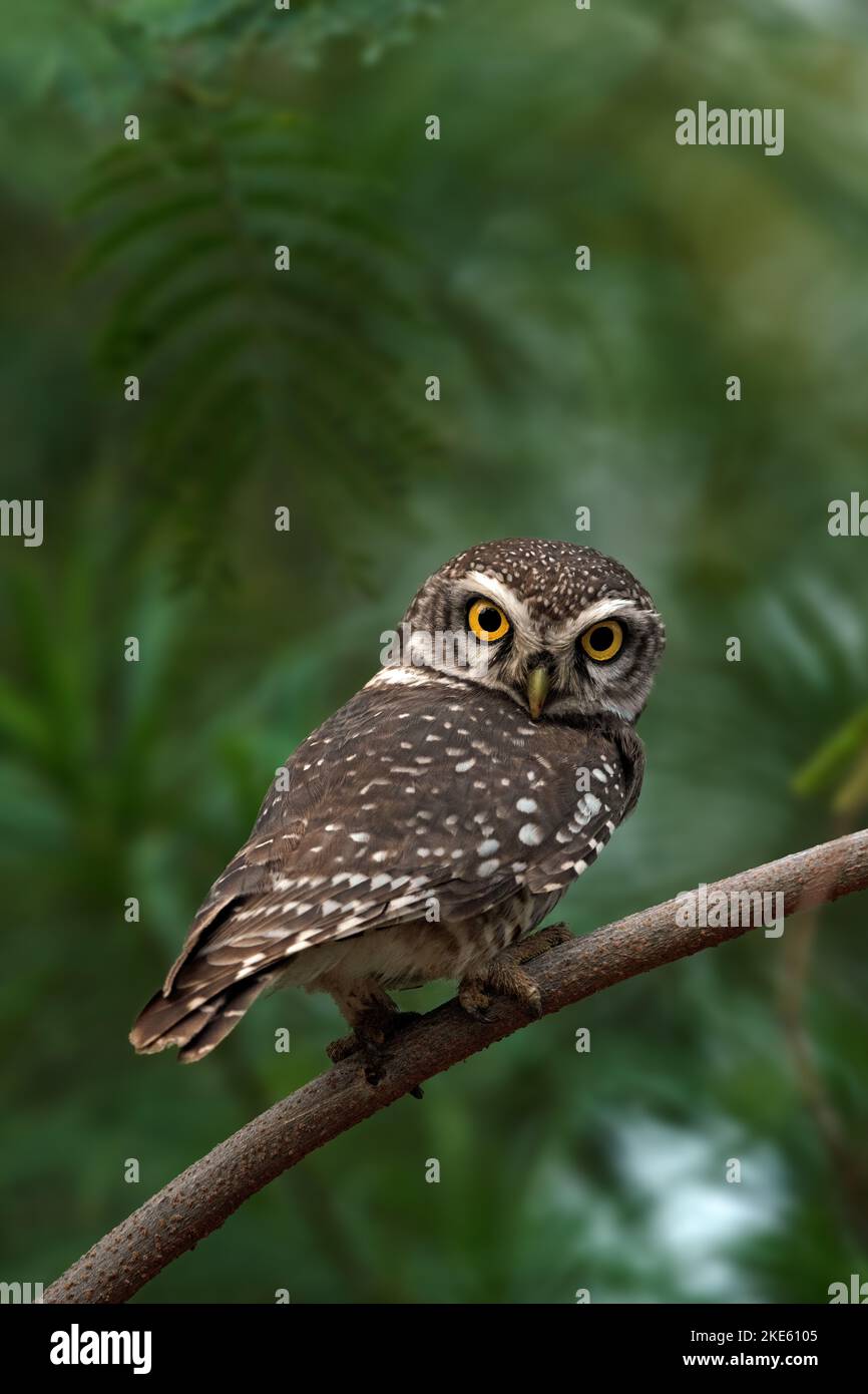 The images show the owl perched perfectly in the centre of a log pipe while playing peek-a-book ...