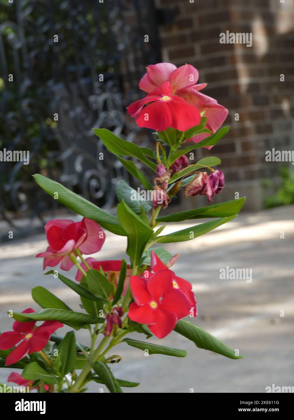 Old gates hi-res stock photography and images - Alamy