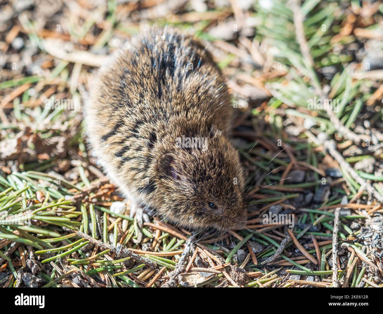 A closeup of a Common vole on the ground with a blurry background ...