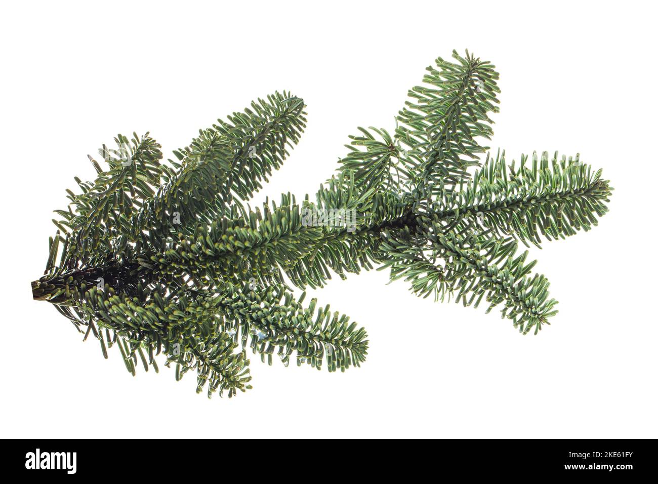 Green fir tree spruce branch with needles isolated on white background Stock Photo - Alamy