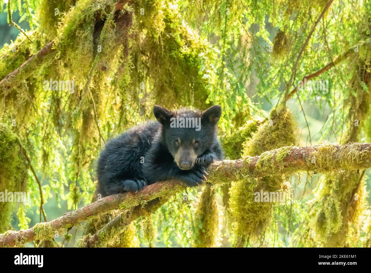 the cubs of a black bear family playing on the mossy tree limbs while ...