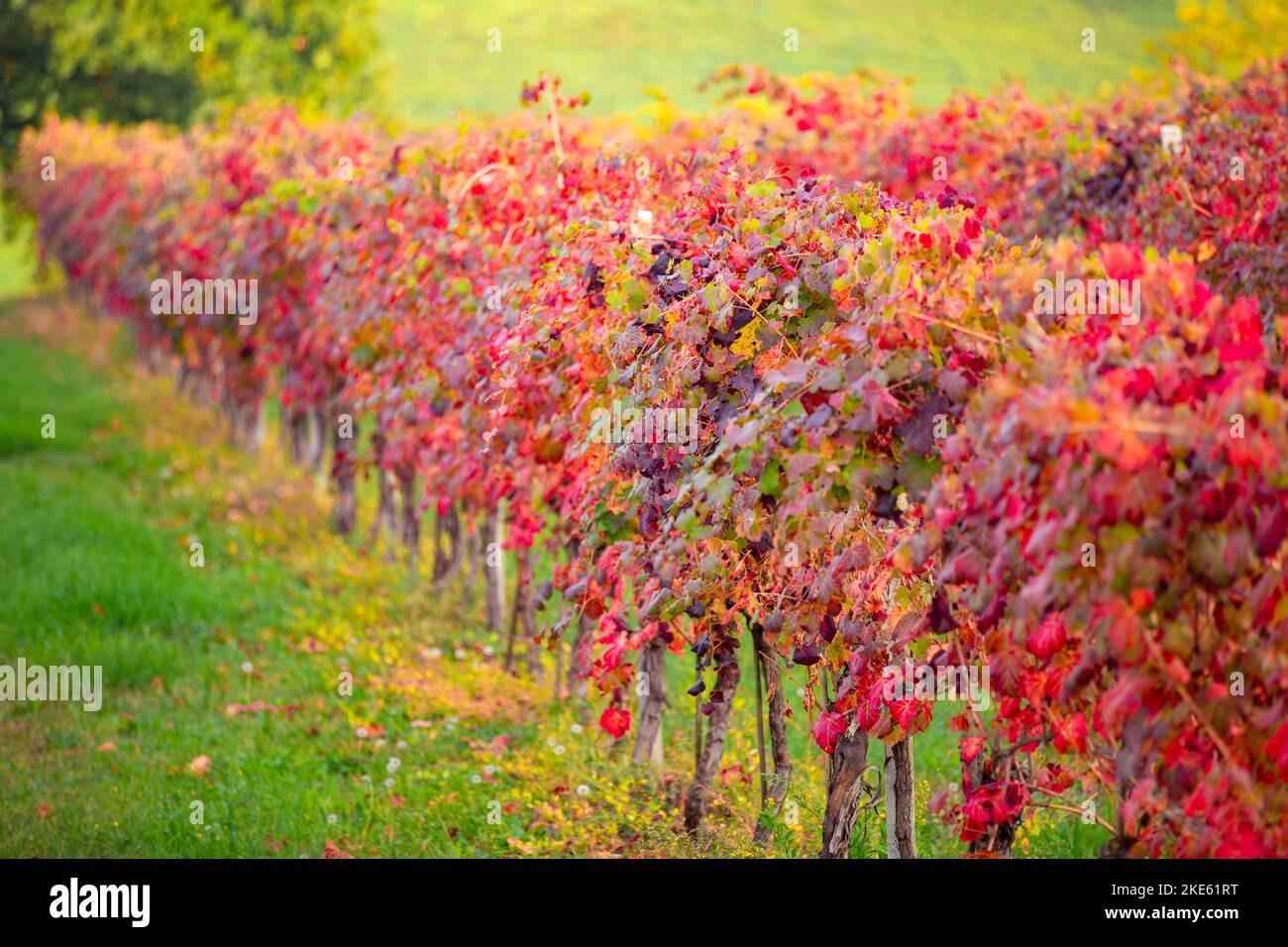 Village castelvetro hi-res stock photography and images - Alamy