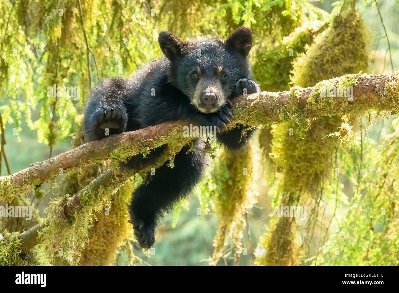 the cubs of a black bear family playing on the mossy tree limbs while ...