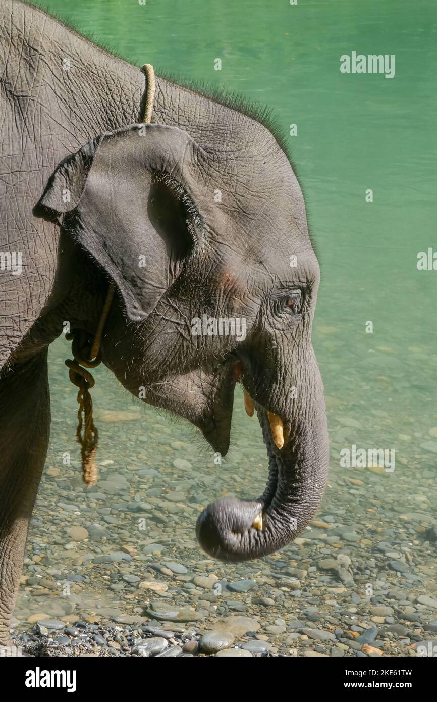 Young asian elephant elephas maximus along Buluh river at Tangkahan ...