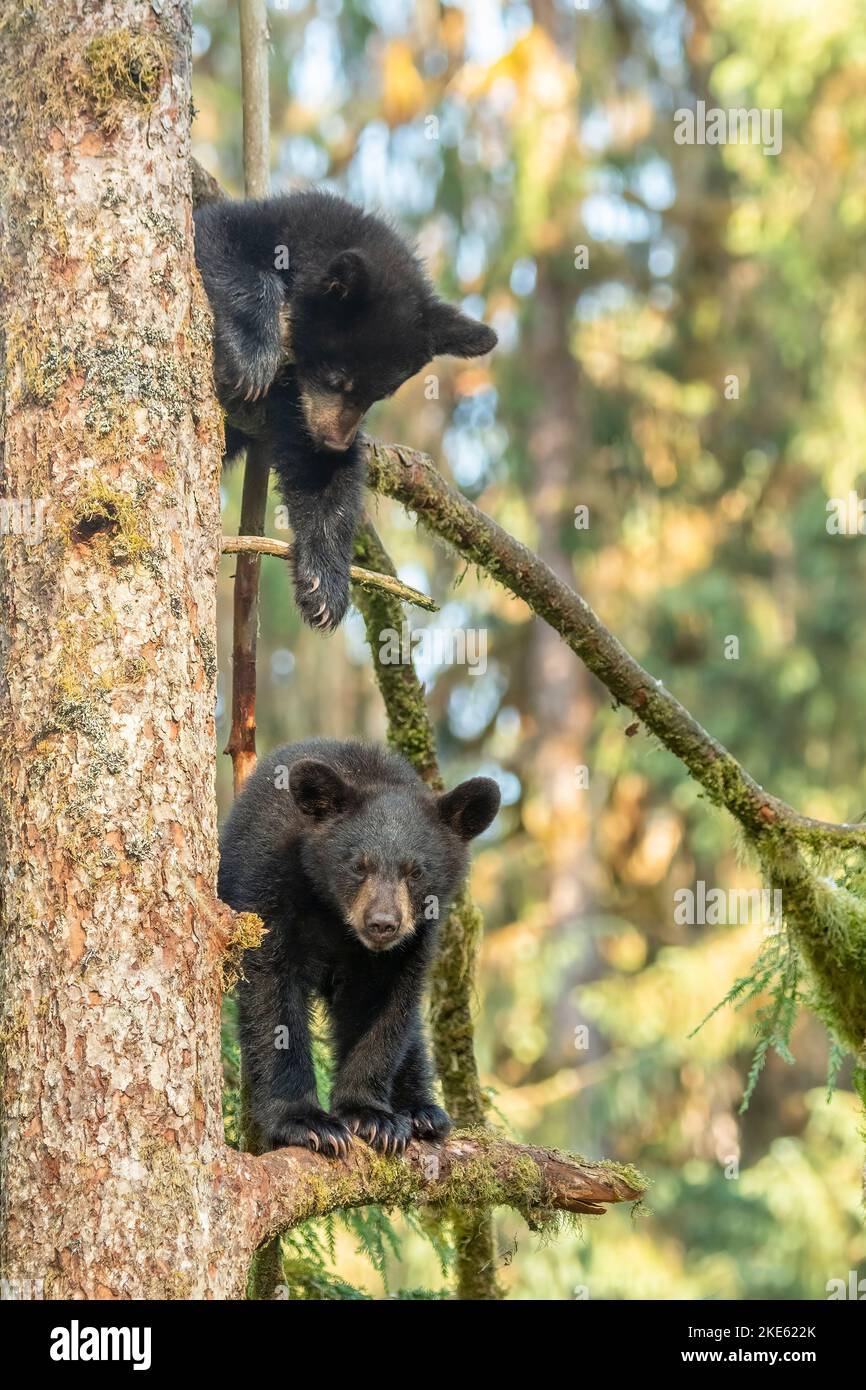 the cubs of a black bear family playing on the mossy tree limbs while ...