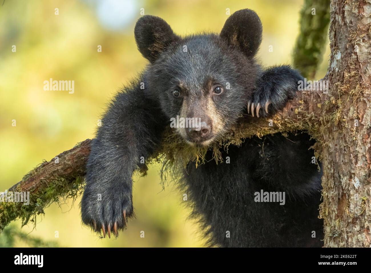the cubs of a black bear family playing on the mossy tree limbs while ...