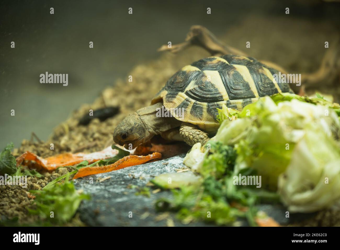Close-Up In Green Light Small Terrestrial Tortoise Eats Greens, Cabbage ...