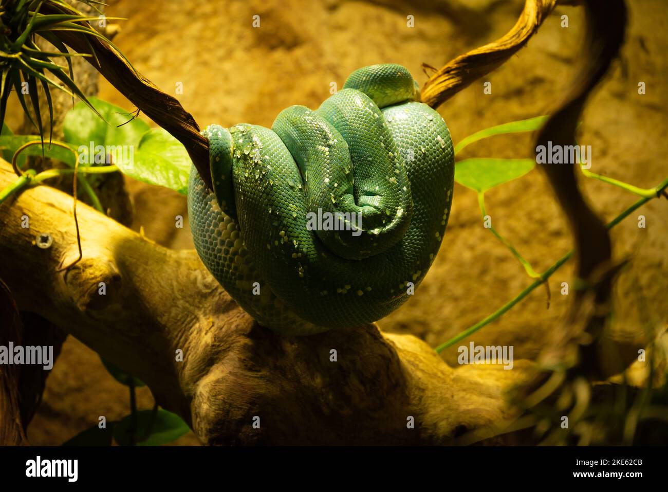 Curled snake hi-res stock photography and images - Alamy