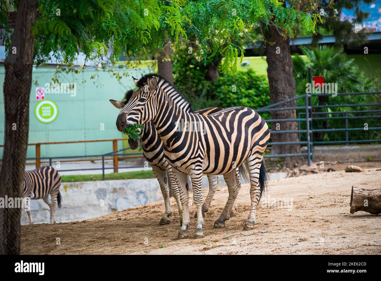 Golden Zebra In Captivity
