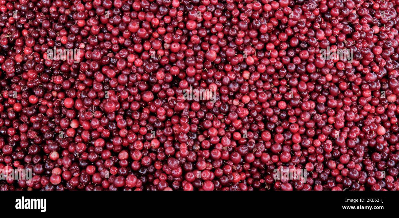 Ripe fresh red-burgundy berries of wild lingonberries Stock Photo - Alamy