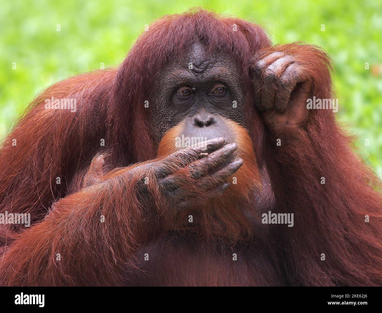 THIS ORANGUTAN was captured imitating her visitors by putting a stick ...