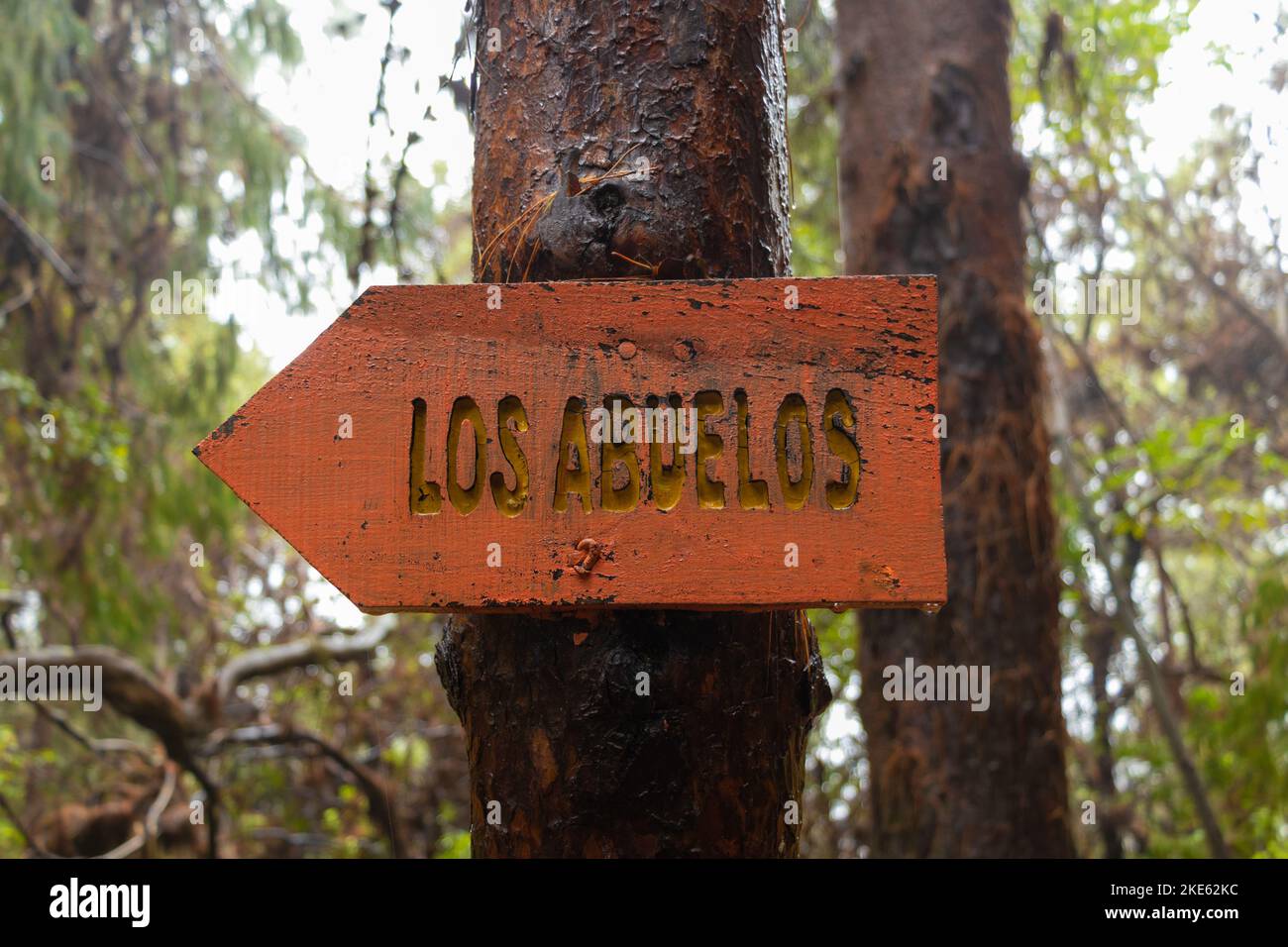 Orange guide sign in the forest Stock Photo - Alamy