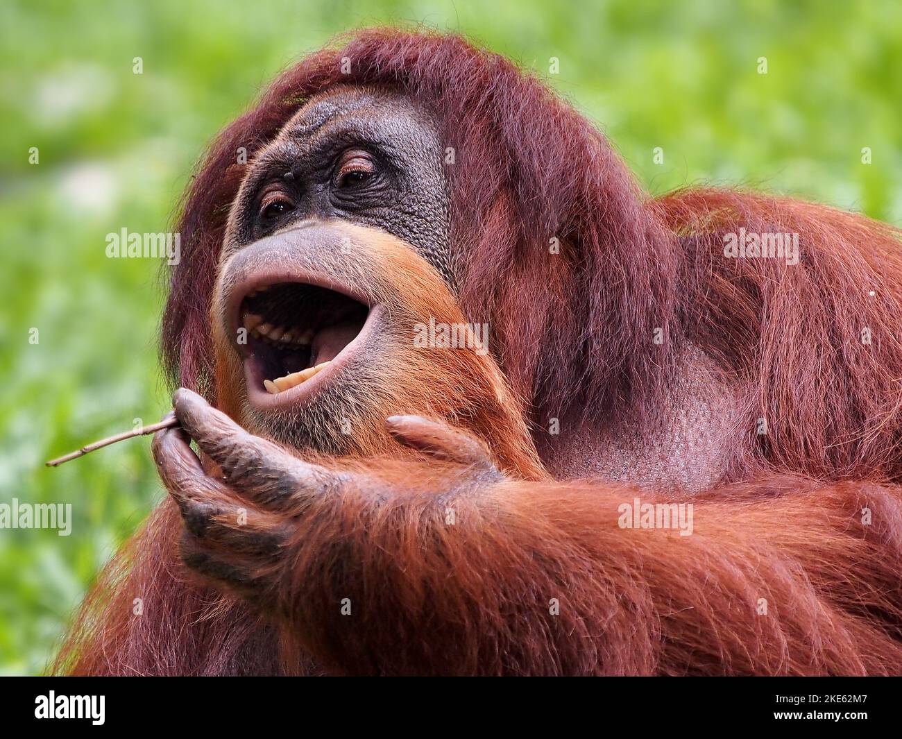 THIS ORANGUTAN was captured imitating her visitors by putting a stick ...
