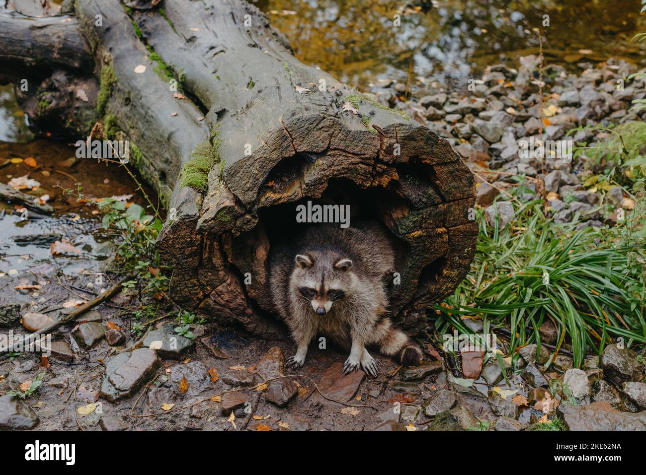 Gorgeous raccoon cute peeks out of a hollow in the bark of a large tree ...