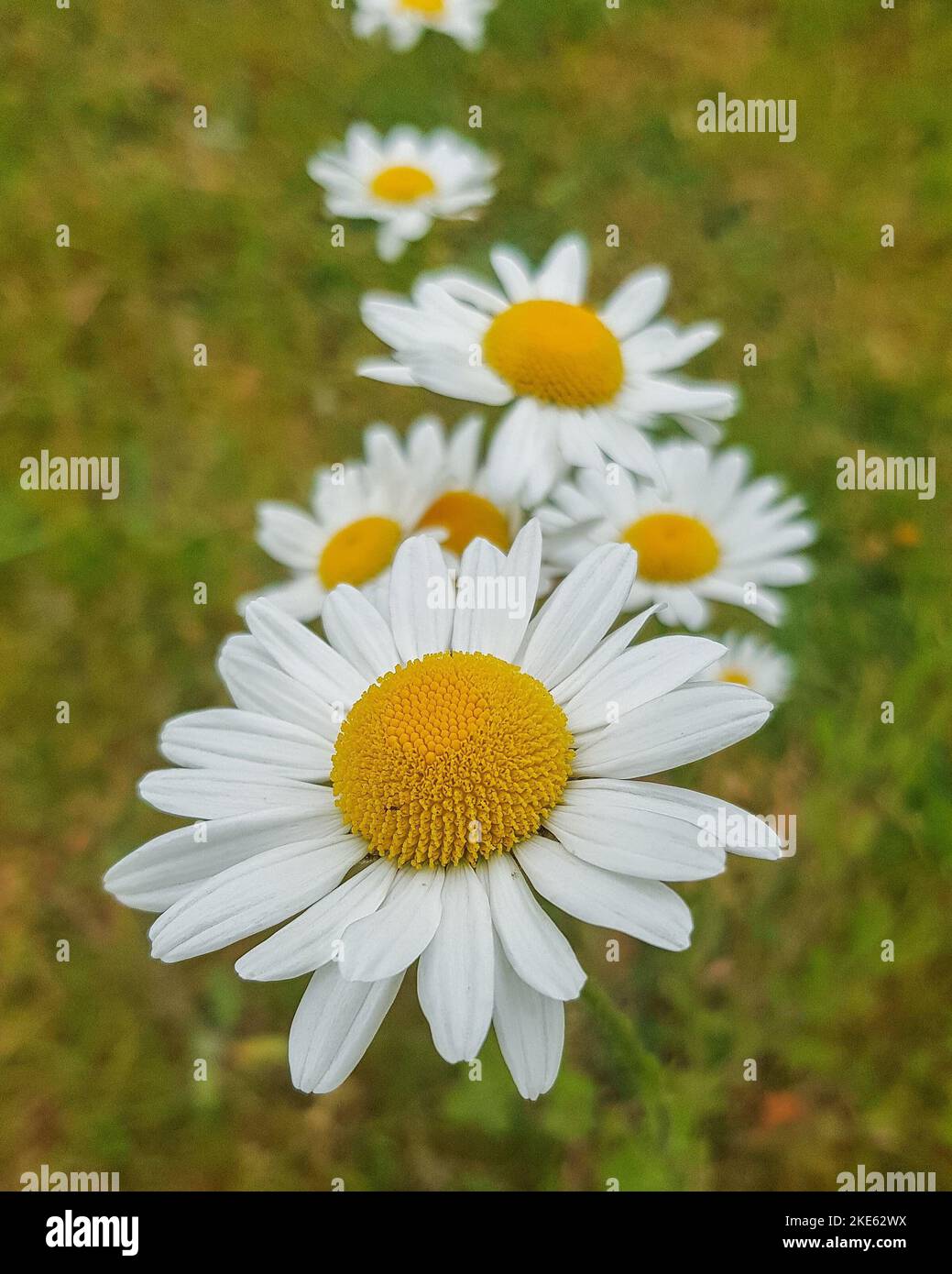 A vertical shot of common daisy flowers in a field Stock Photo - Alamy