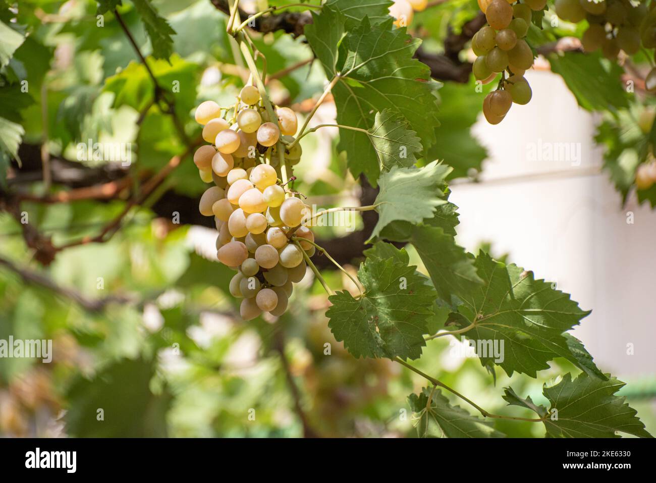 Bunch of white (yellow) grapes on the branch of the grapevine in the ...