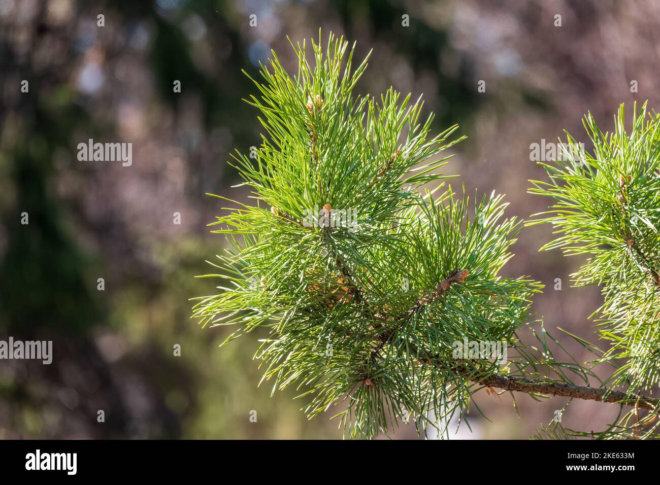 Close-up photo of green needle pine tree. Small pine cones at the end of branches. Blurred pine ...