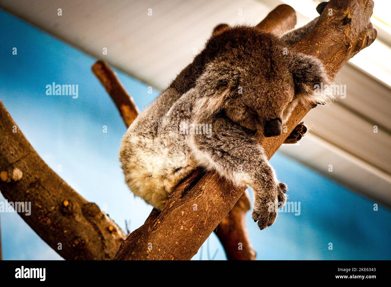 Koala hugging tree hi-res stock photography and images - Alamy