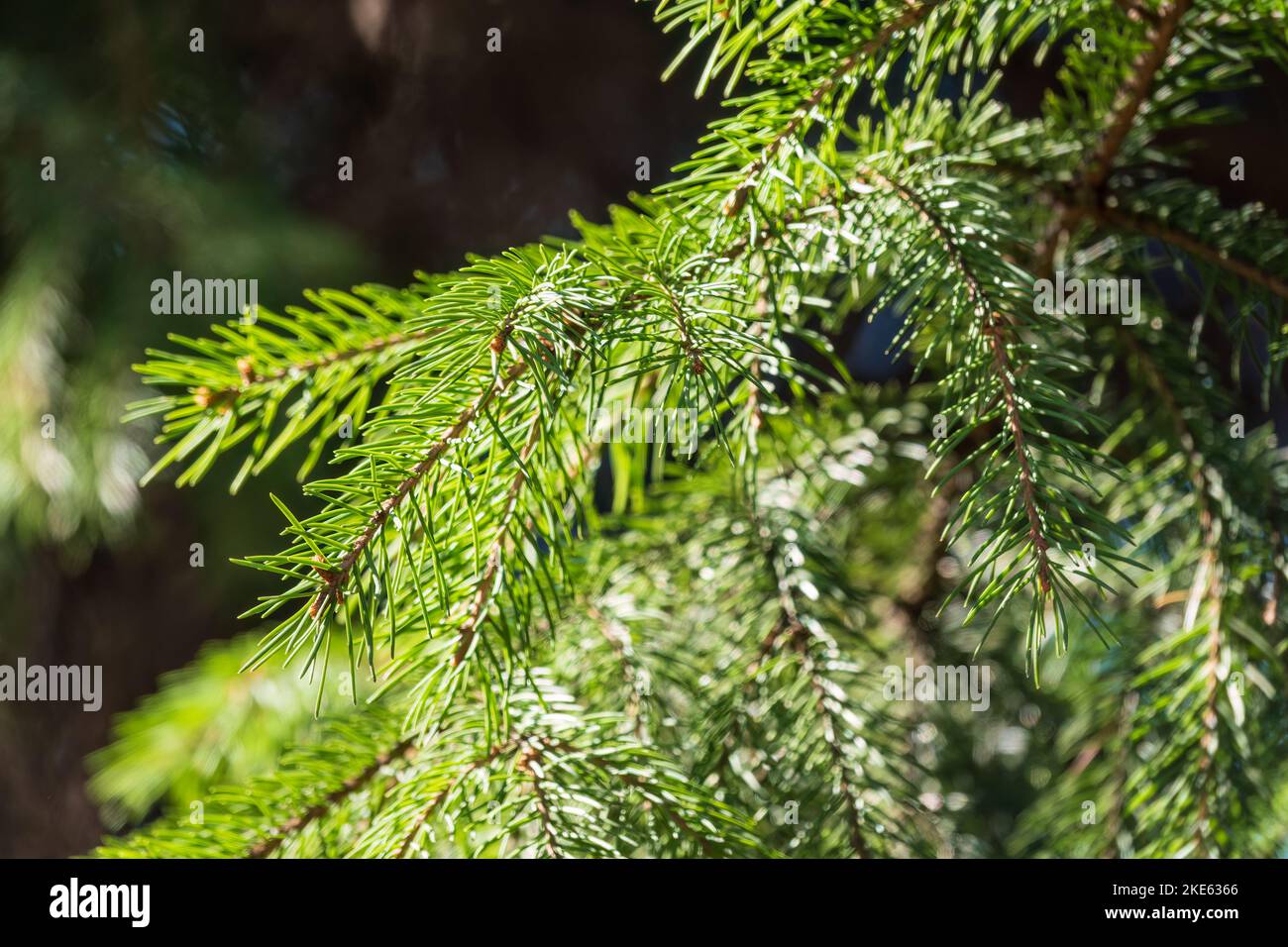 Fir branches in the sunset light. Spruce branches on green background ...
