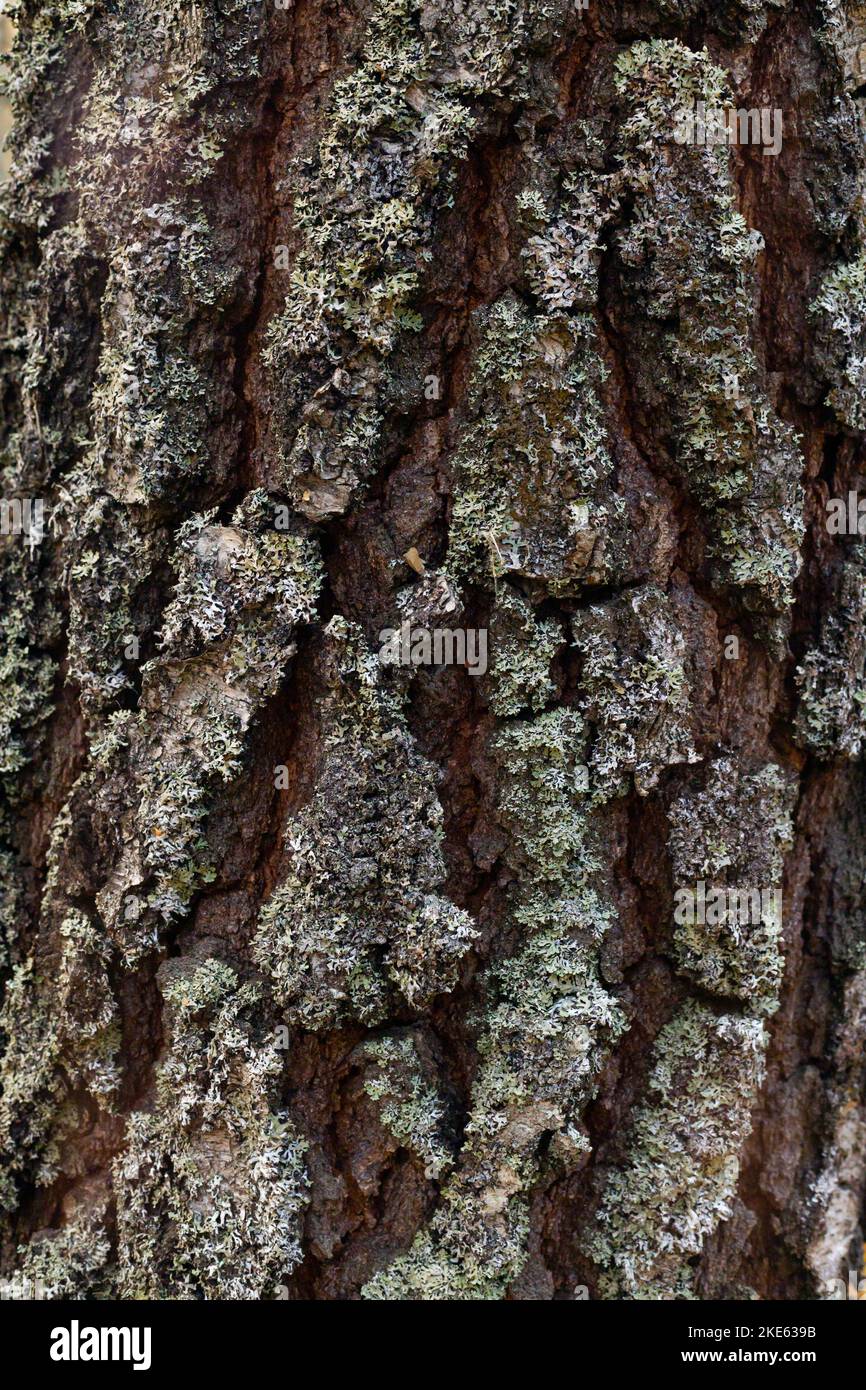 Close-up of tree bark. An old tree. many years ago. carbon sink. close ...