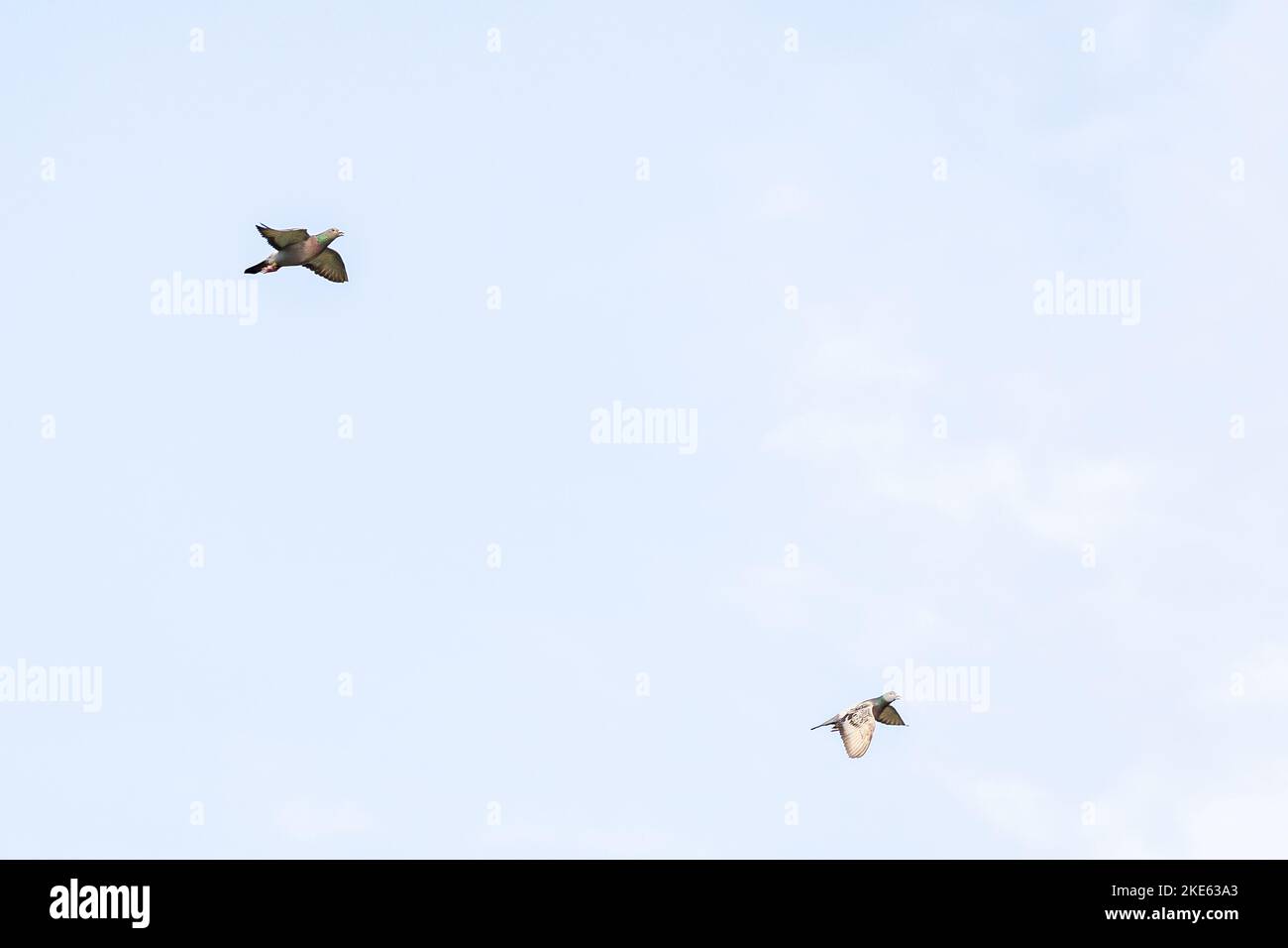 Two doves flying in blue hi-res stock photography and images - Alamy