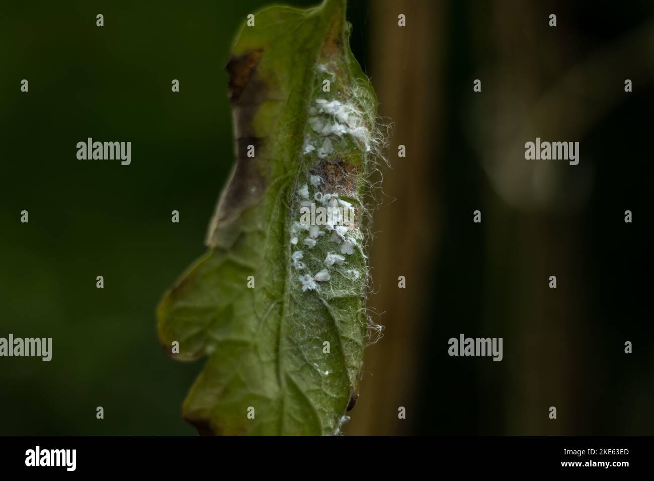 white fly attack on tomato leaves in a plantation Stock Photo - Alamy
