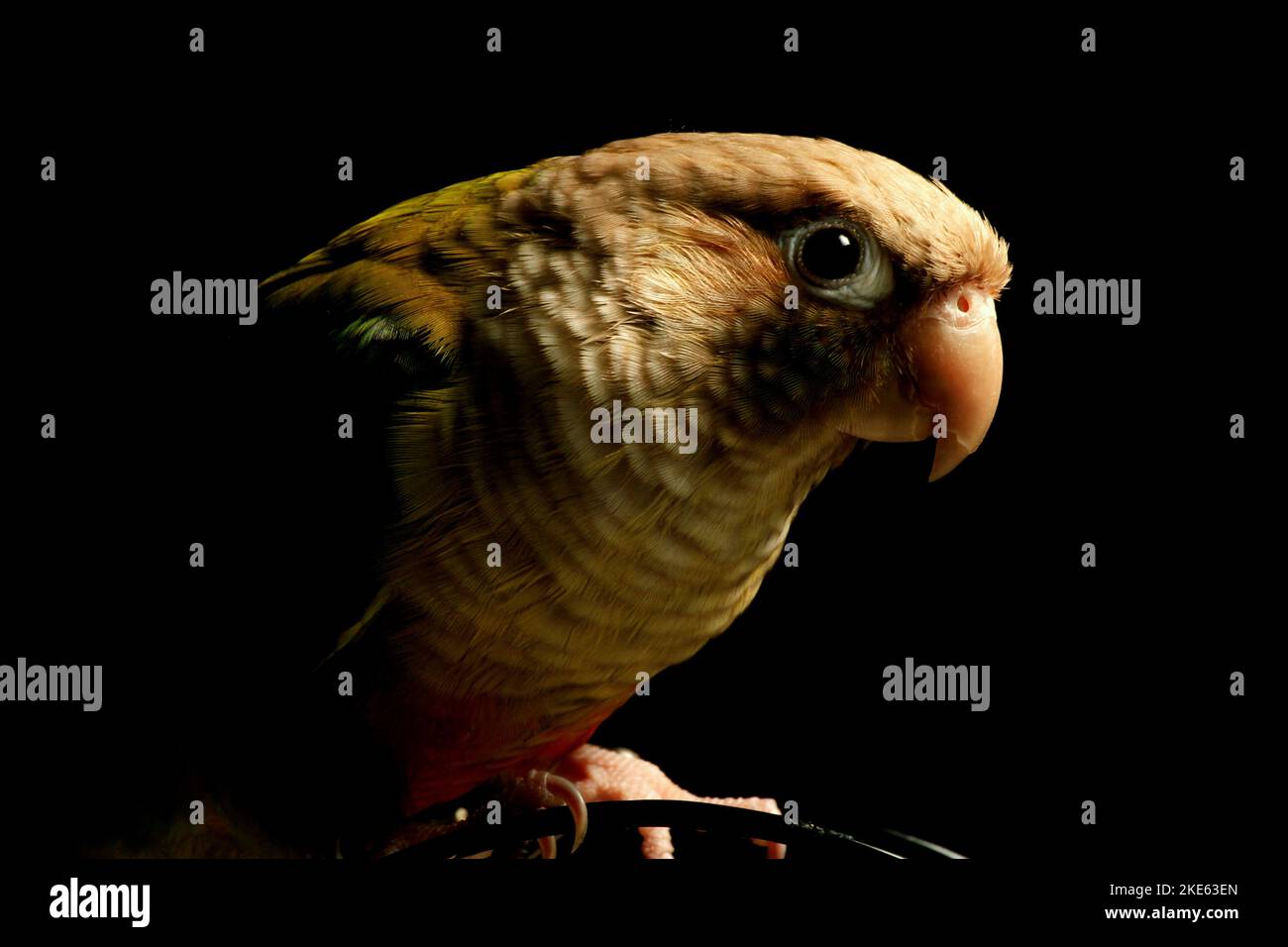 The profile macro of a Cinnamon Green-Cheeked Conure portrait before ...