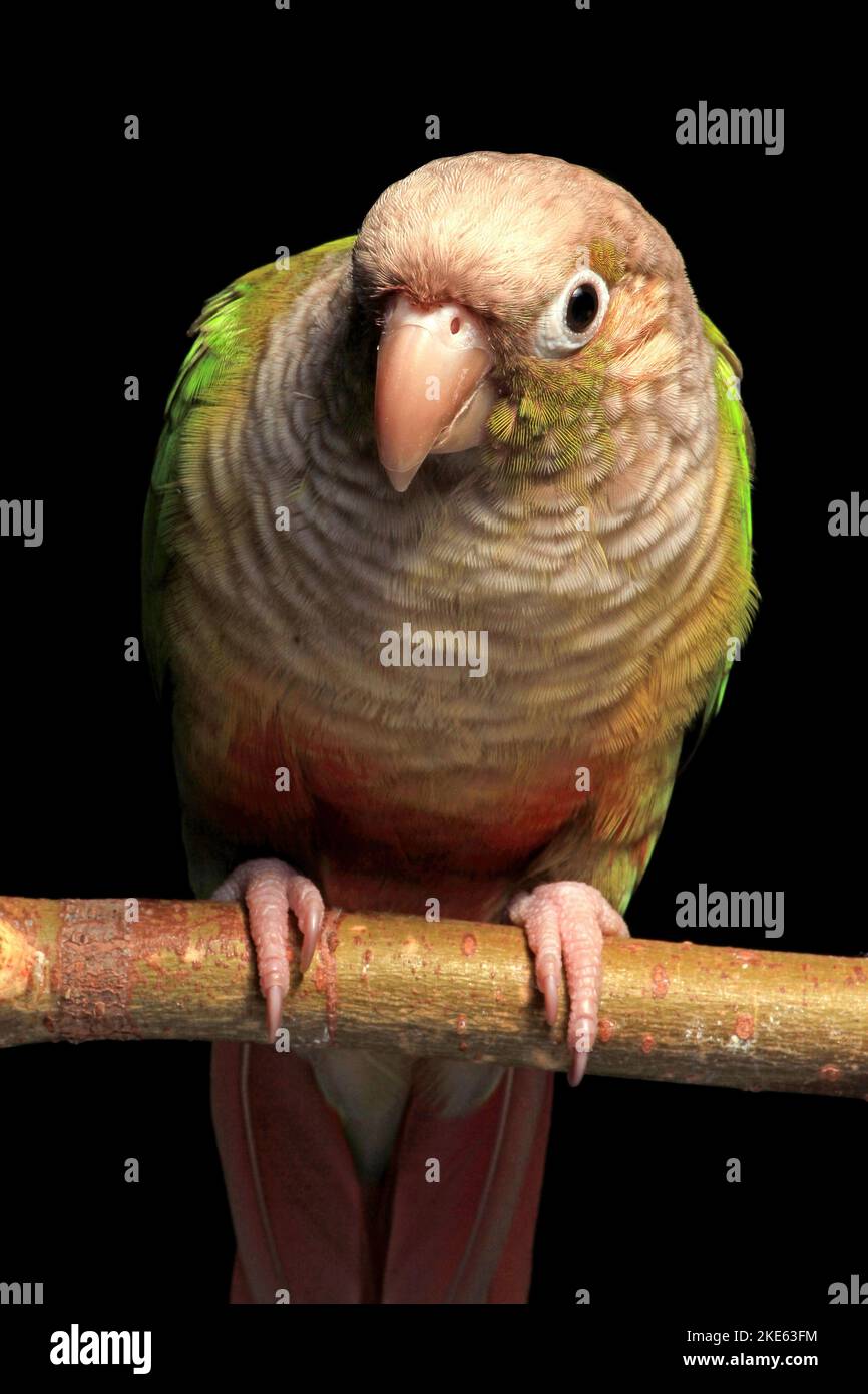 The vertical view of a Cinnamon Green-Cheeked Conure perching on a ...