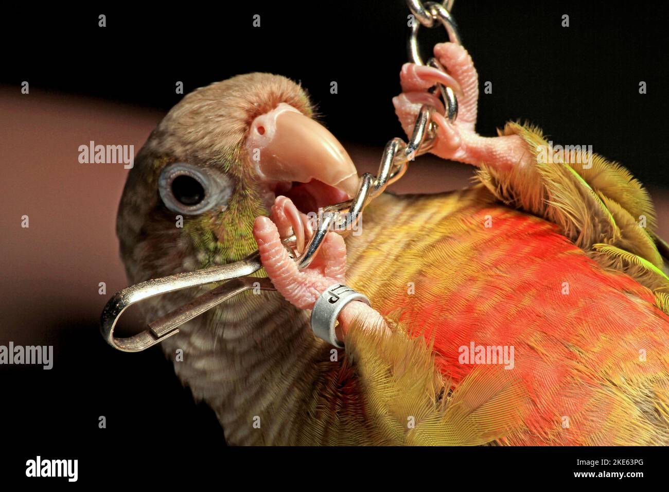 The macro of a Cinnamon Green-Cheeked Conure grabbing and biting a ...