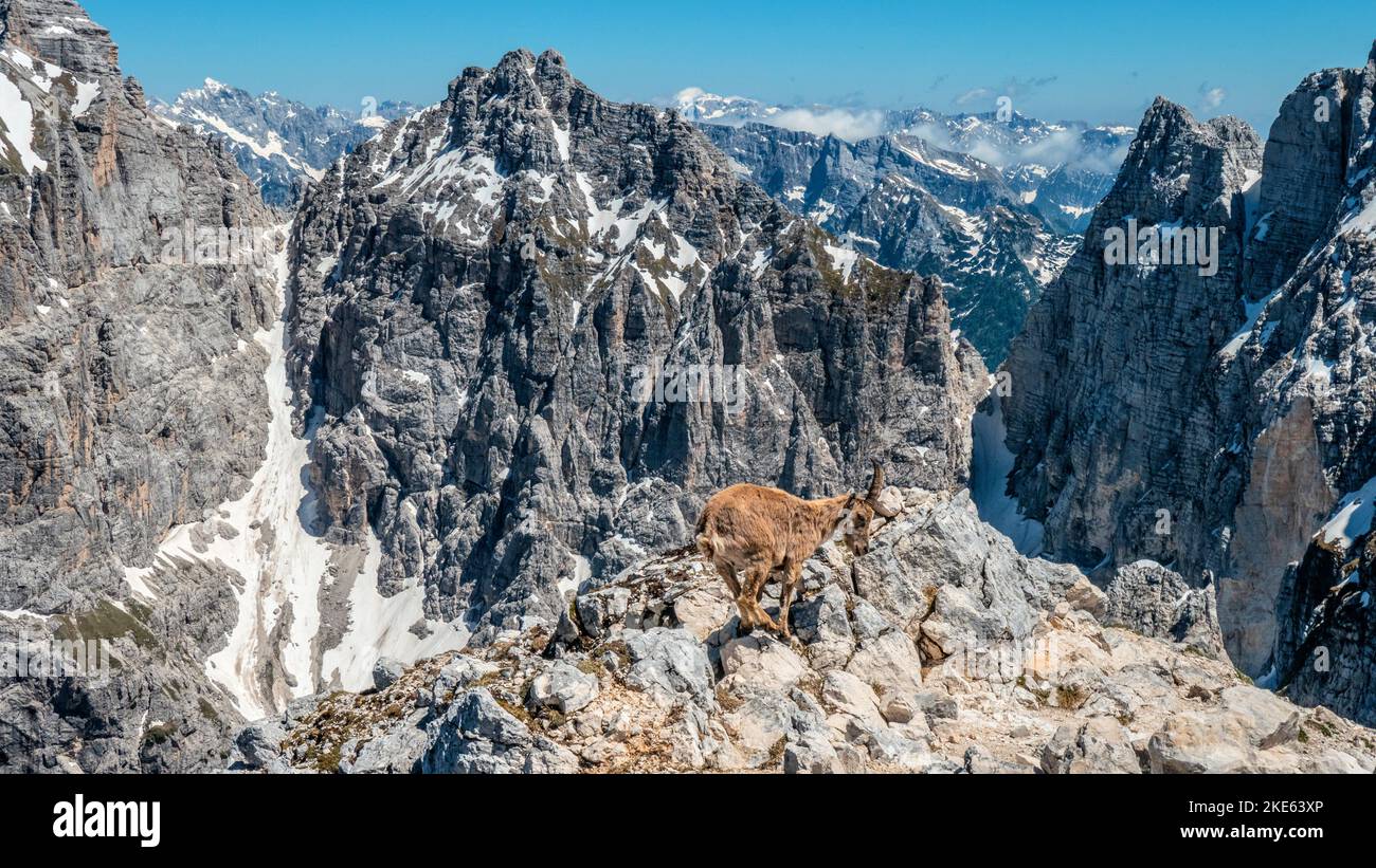 An ibex among rock cathedrals, Julian Alps, Italy Stock Photo - Alamy