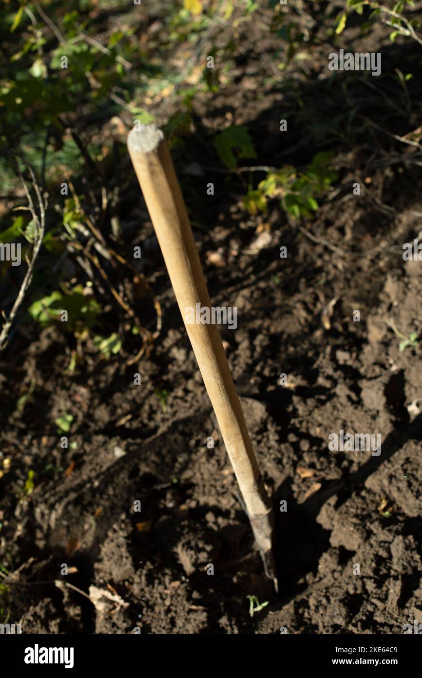 Shovel is stuck in ground. Garden tool. Wooden shovel pole Stock Photo ...