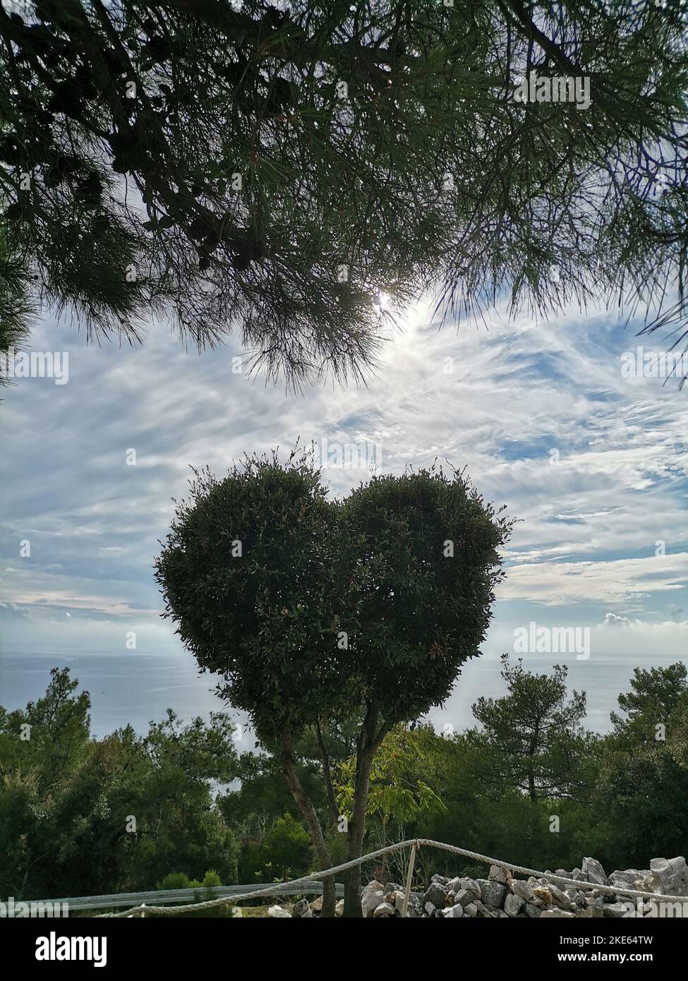A vertical shot of a park with a tree cut in the shape of a heart Stock ...