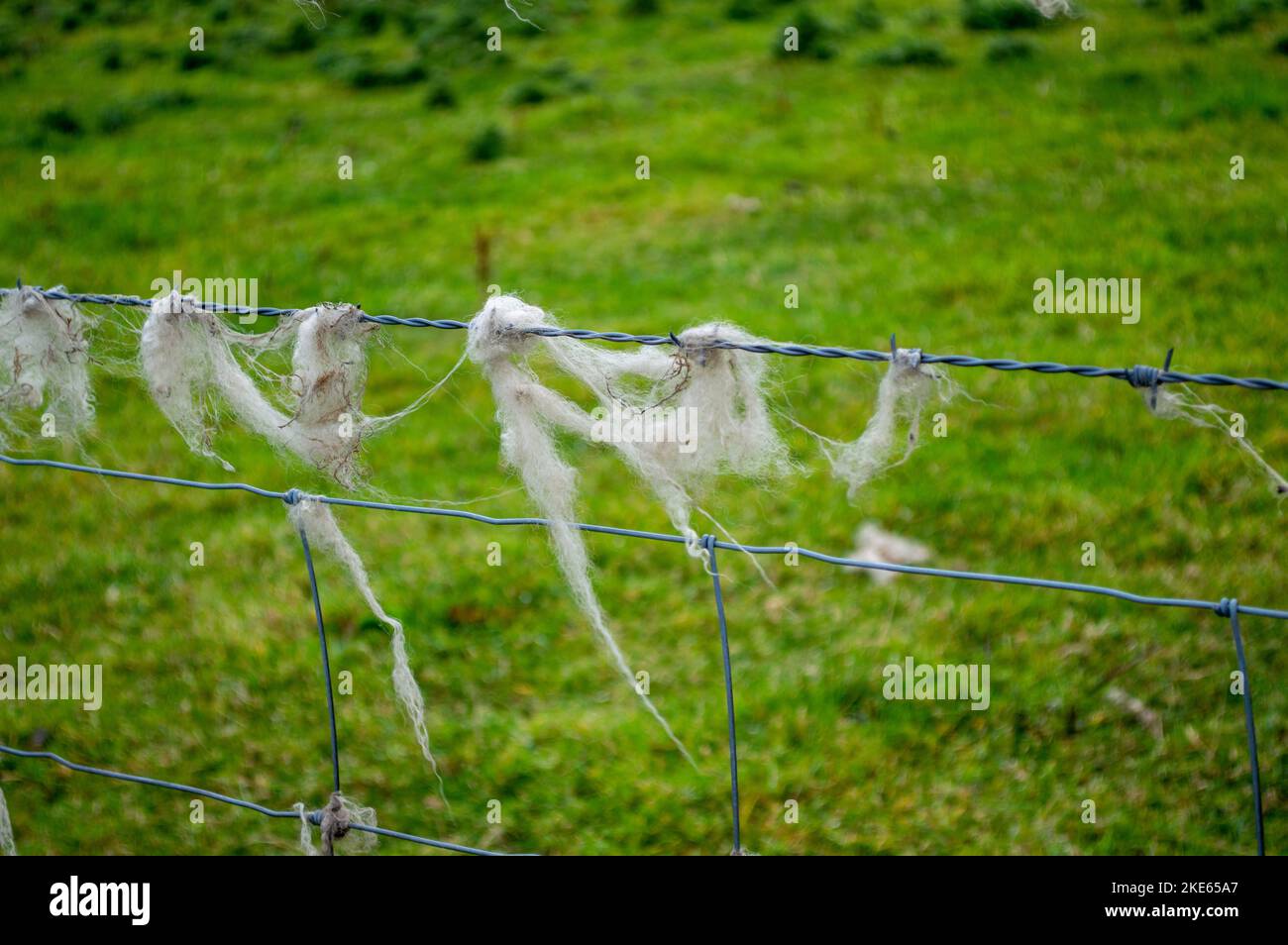 Silver fleece hi-res stock photography and images - Alamy